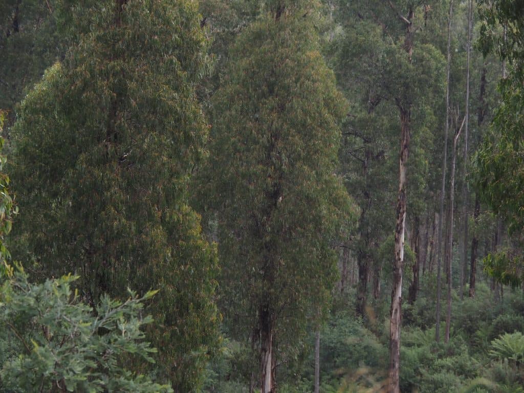 Native timber forestry to end January 1, 2024 - Alexandra Newspapers