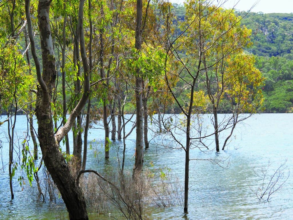 Are there really big cats in Australia? - Alexandra Newspapers